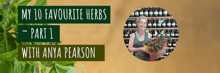 My 10 Favourite Herbs ~ part 1 ~ Plant Essentials