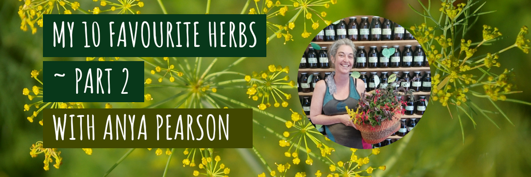 My 10 Favourite Herbs ~ part 2 ~ Plant Essentials